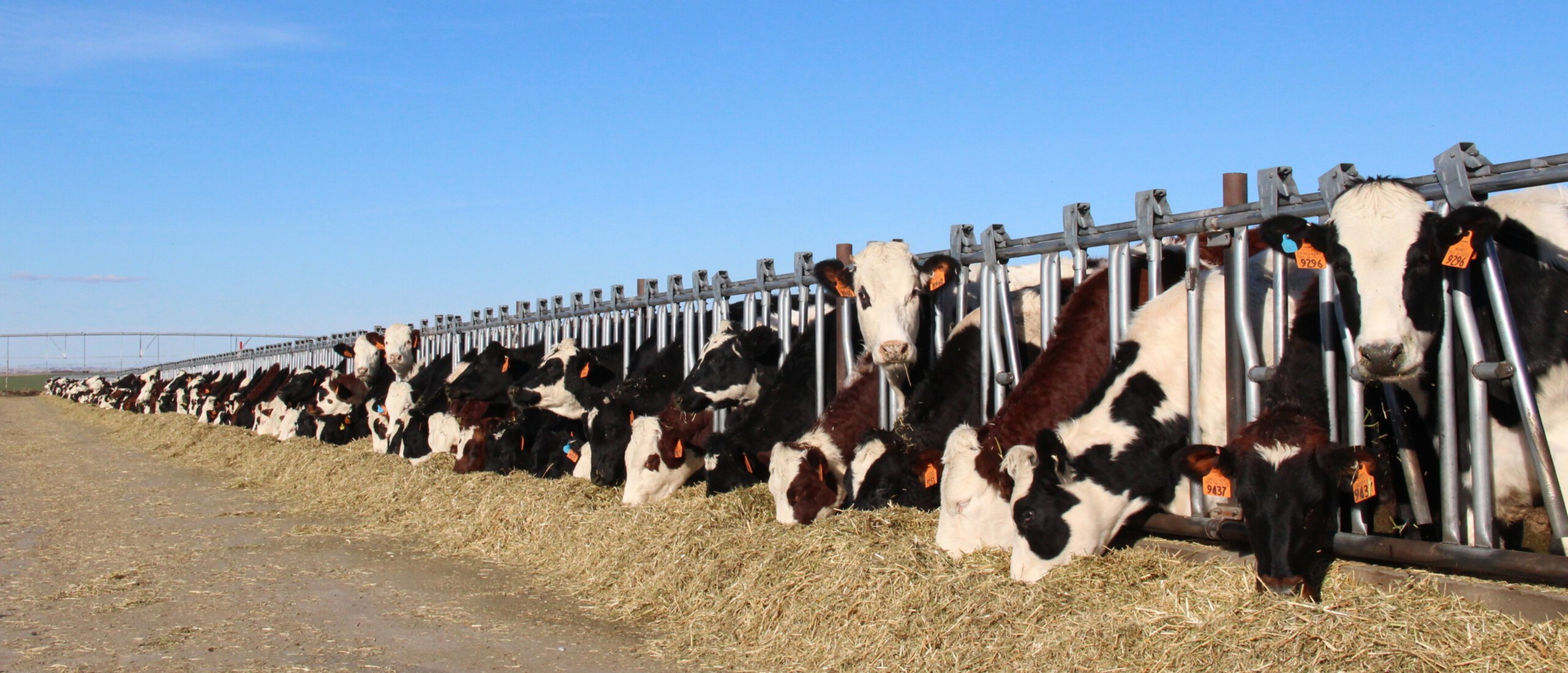 Corporate Dairy Farming calls for Data-driven Genetics