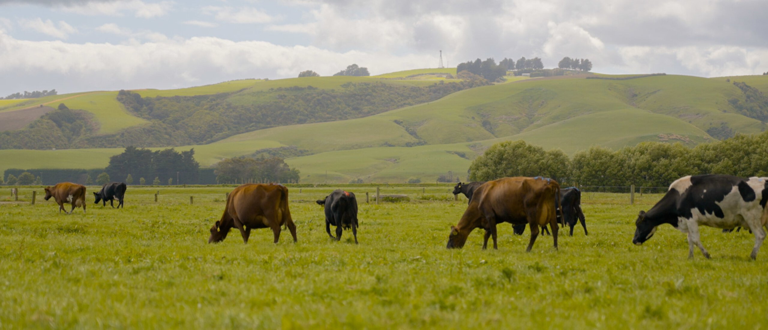New Zealand farmer breeds resilient, robust VikingRed cows