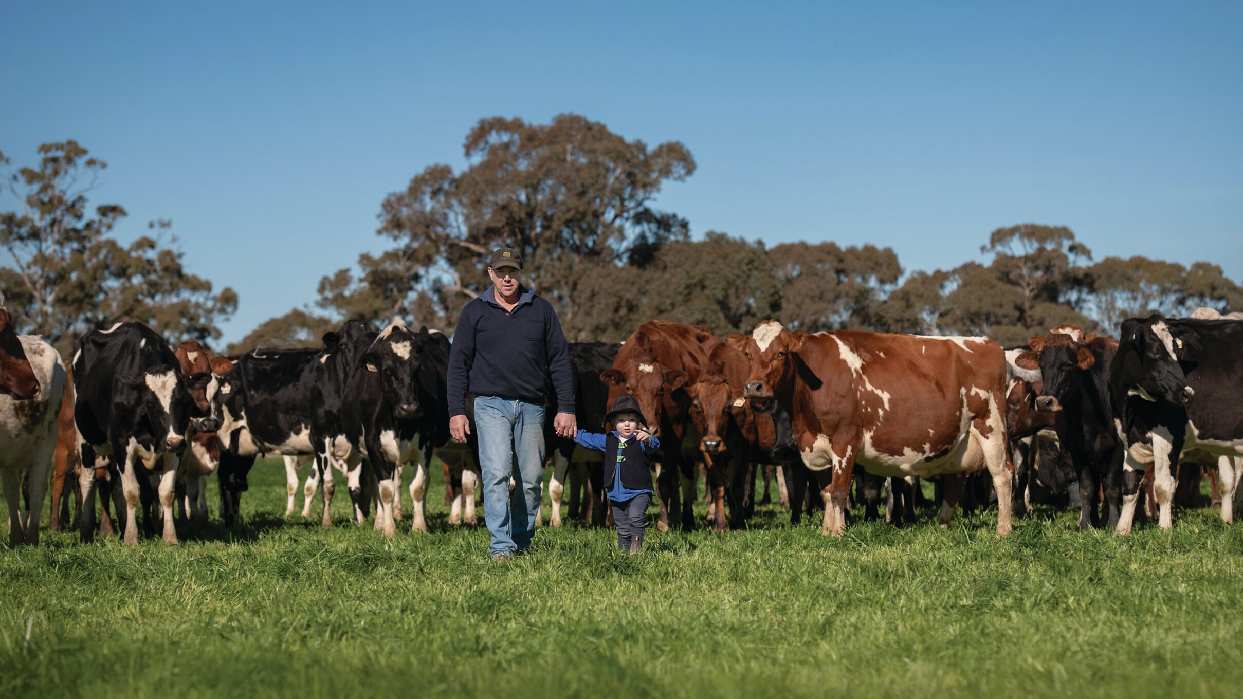 Crossbreeding cattle | Get help from VikingGenetics