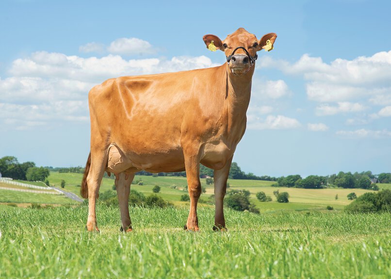 Jersey Cattle