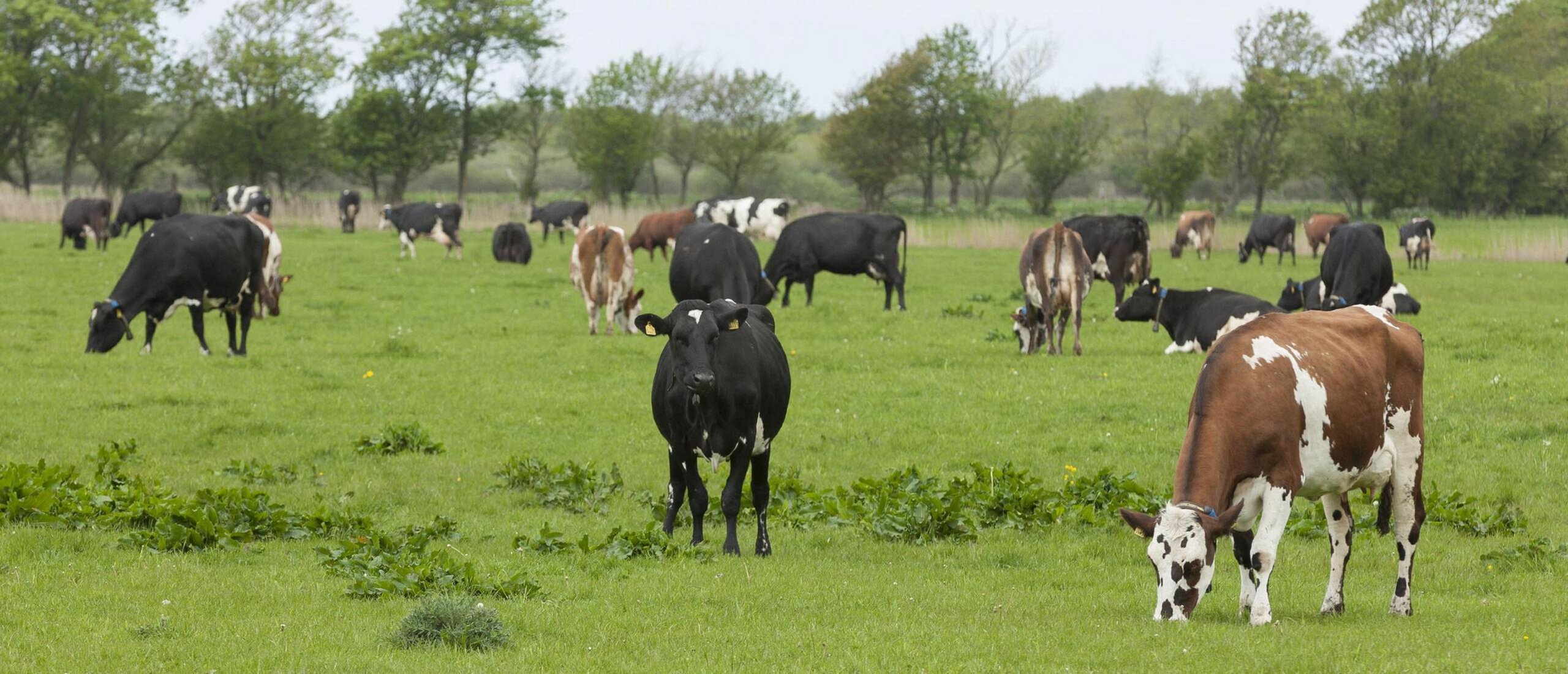 Achieve higher lifetime profit per cow