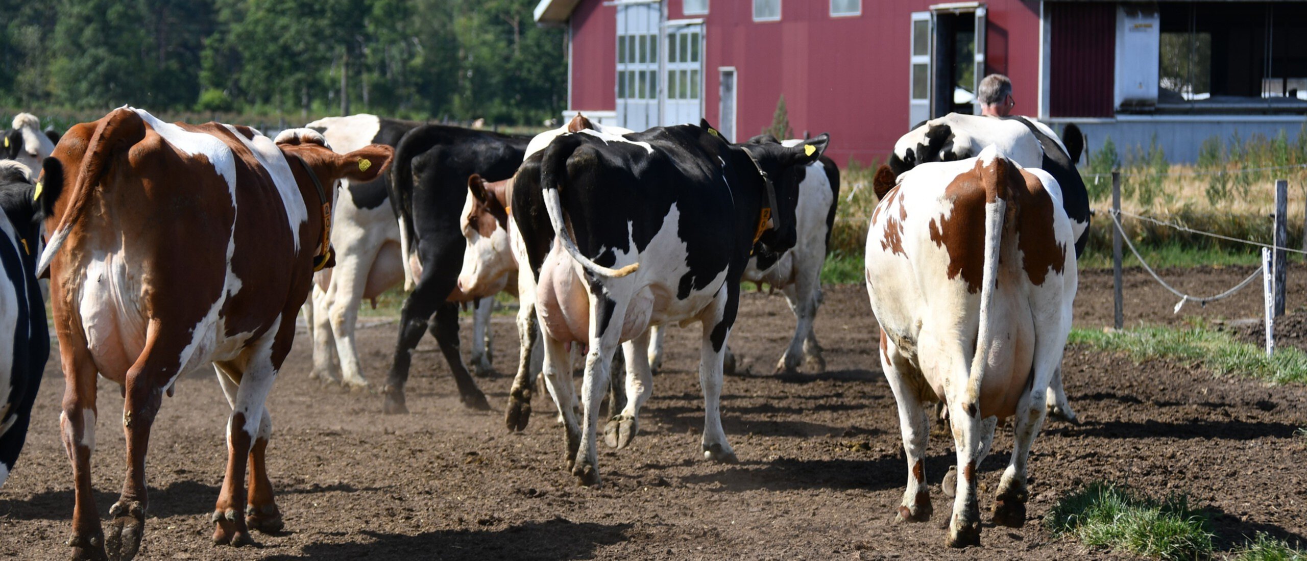 Consistent high yield with a 100% ProCROSS herd