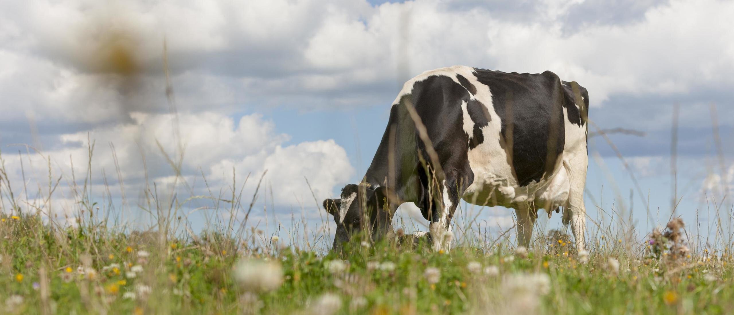 Grazing cows calls for healthy, efficient genetics