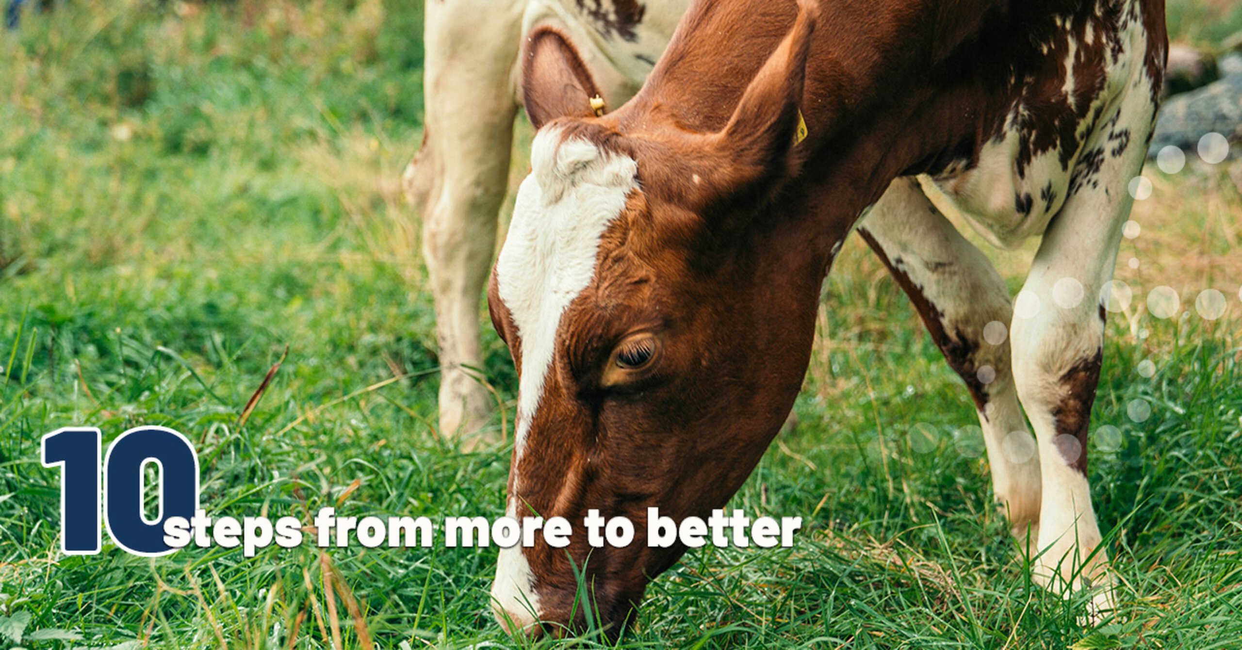 Take your dairy farm from more to better