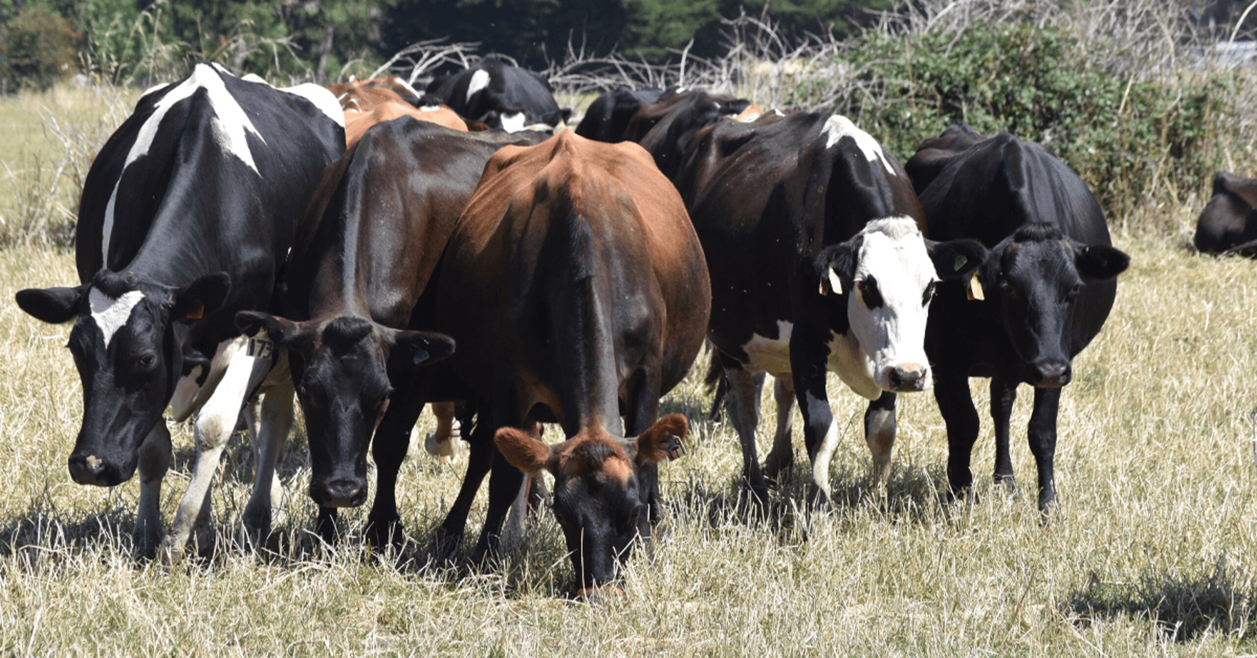 Following the golden pathway to success with three-way cross