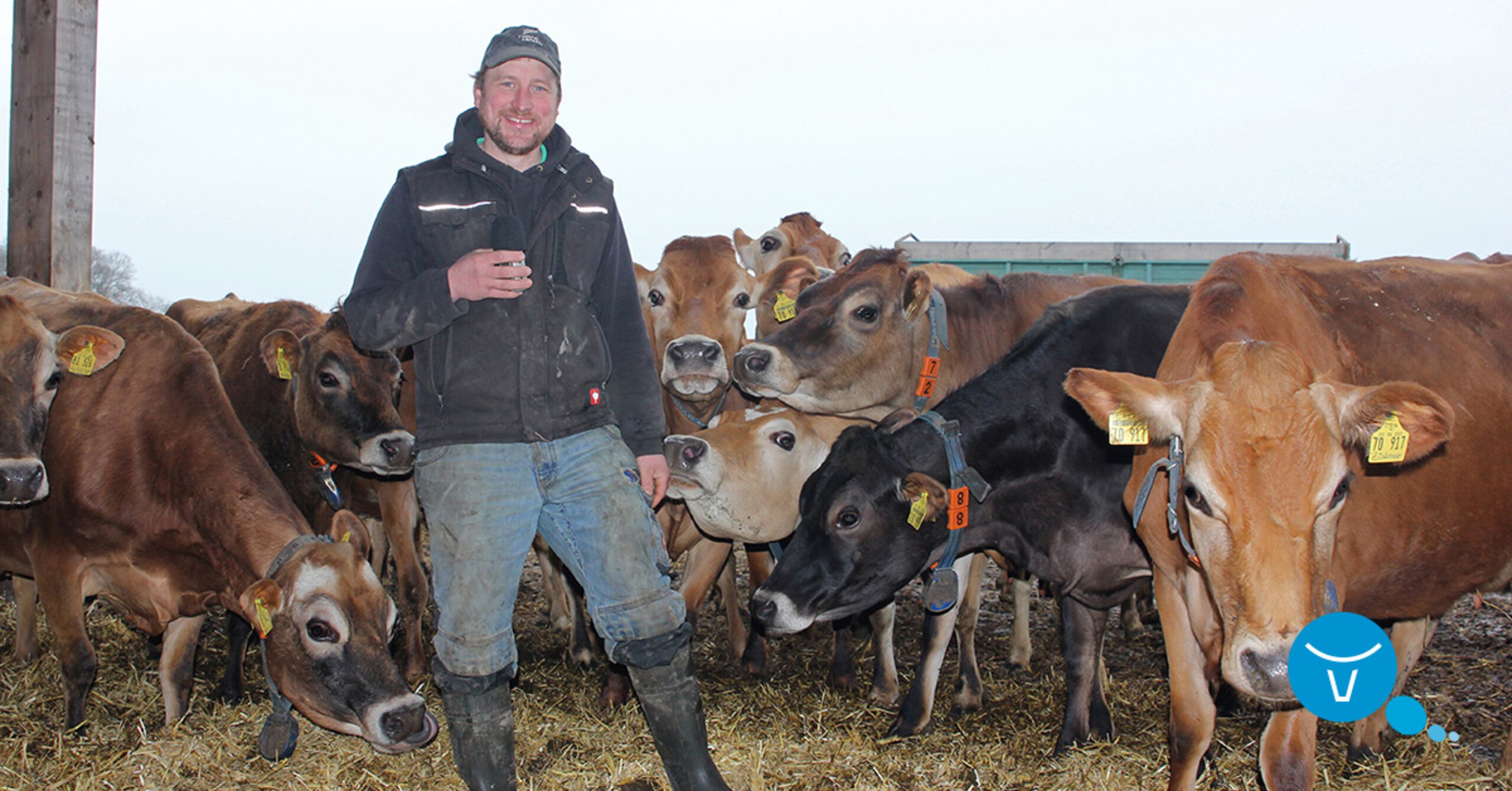 German farmer leads an easygoing life with VikingJersey cows