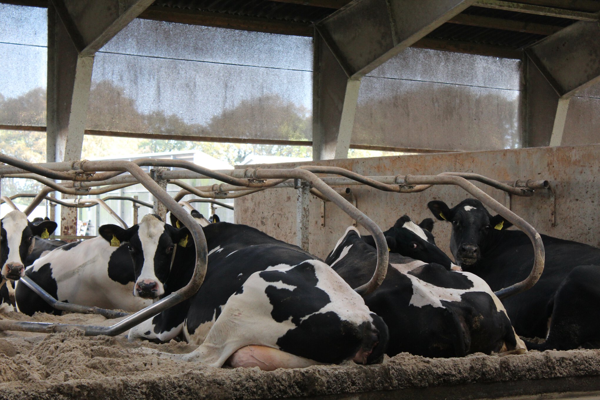 Case: VikingGenetics cows simply do a better job