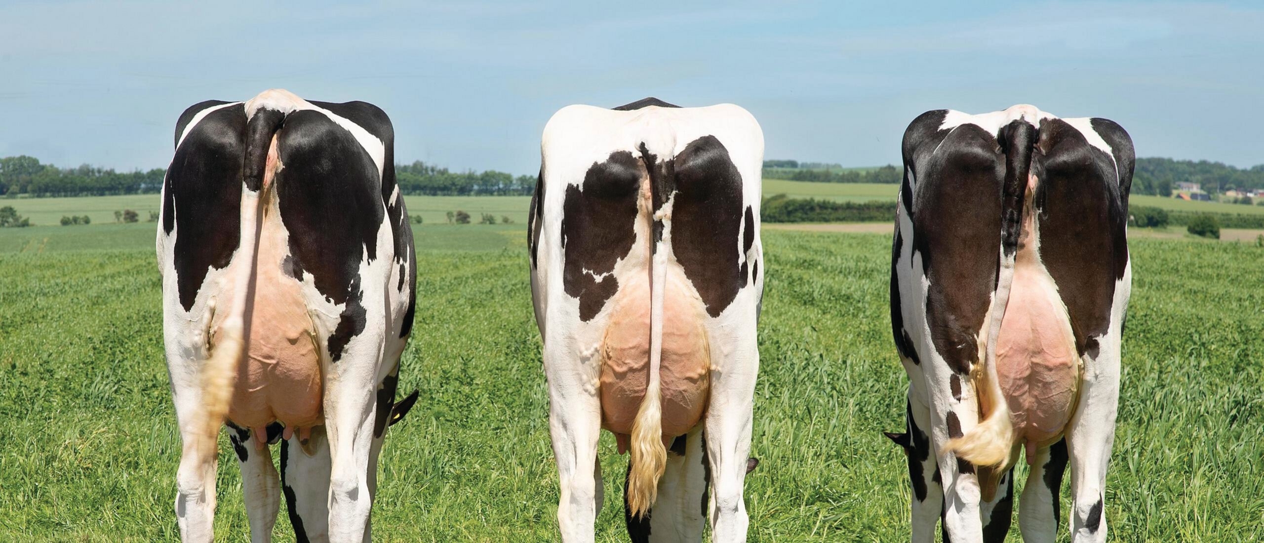 Reproduktion – ideale Vorgehensweise