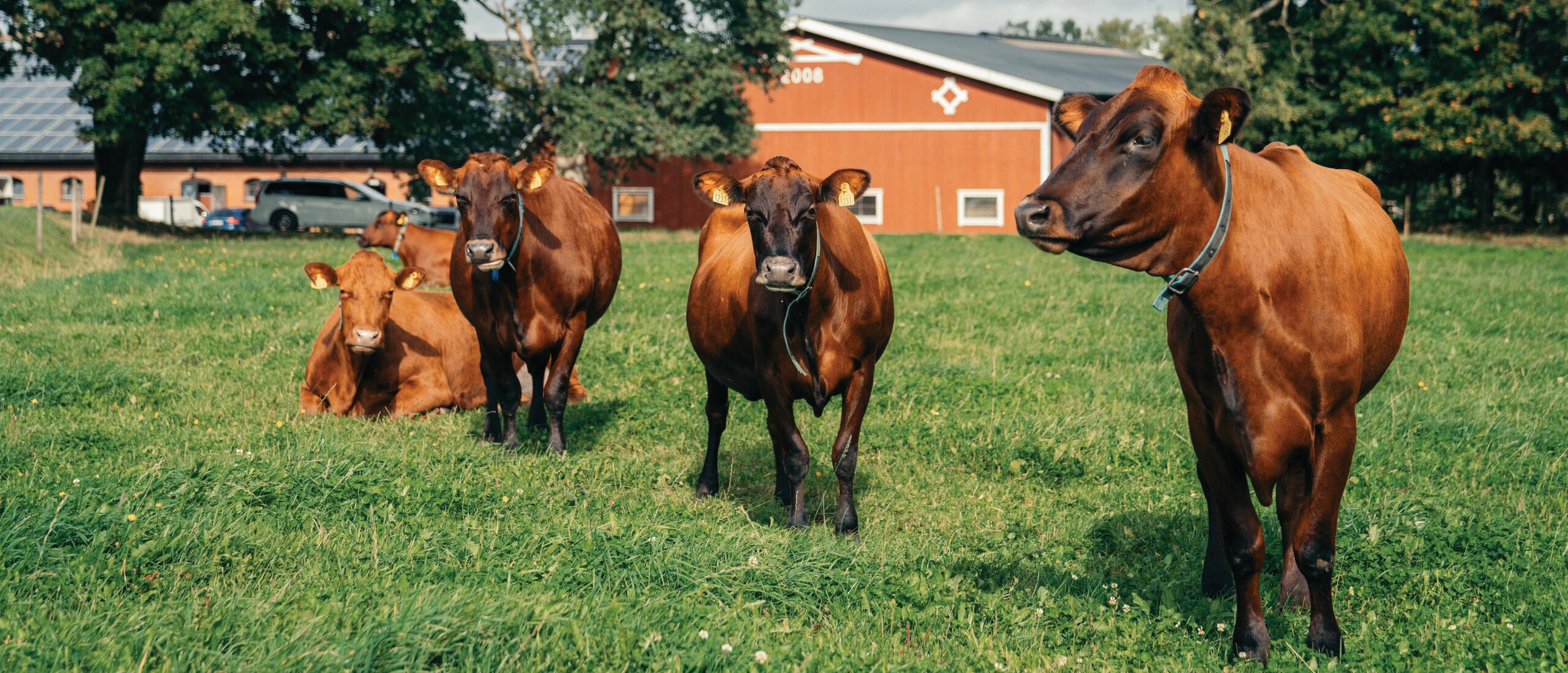 Everything works well with VikingRed