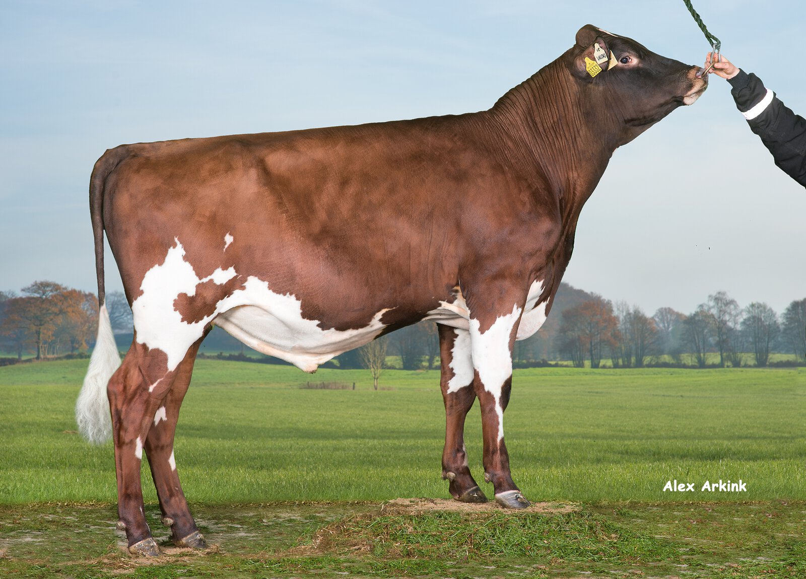 VR Valdus - DNK 38182 - VikingRed