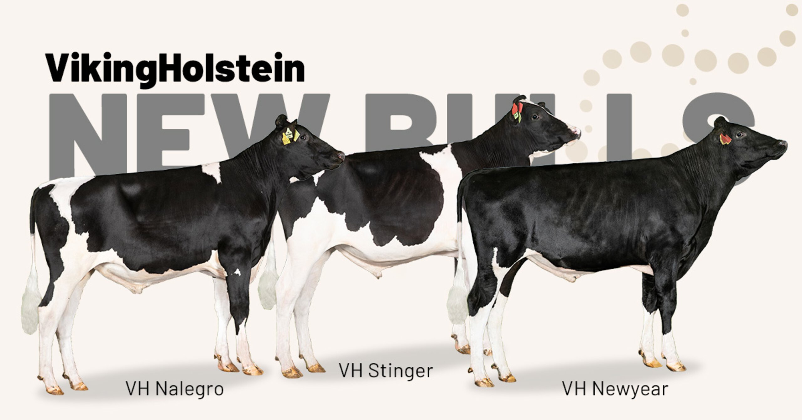 New sires VikingHolstein August 2023