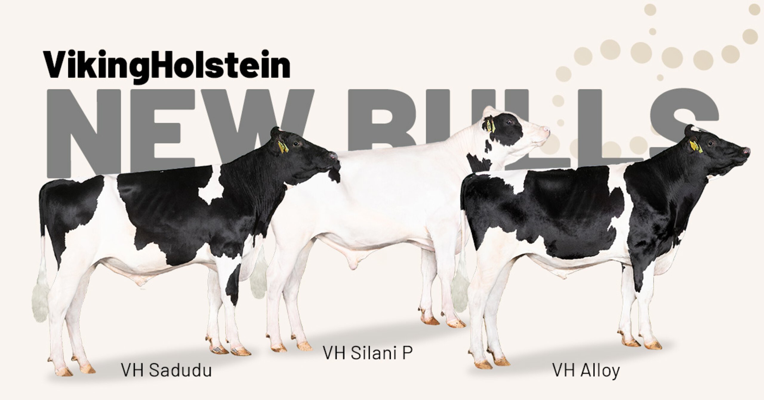 New sires VikingHolstein November 2022