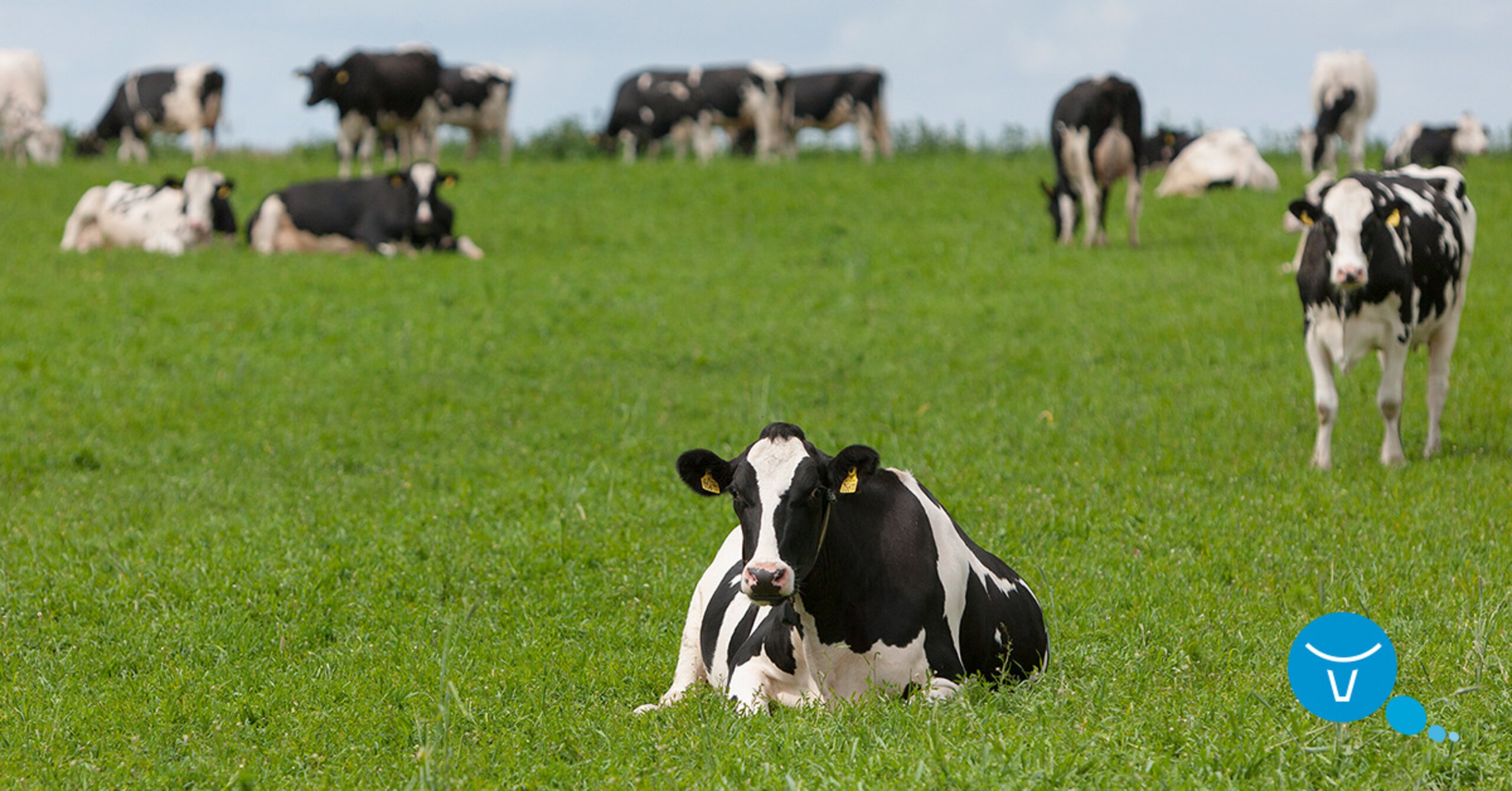 Críe para una mejor salud de la ubre en sus vacas lecheras