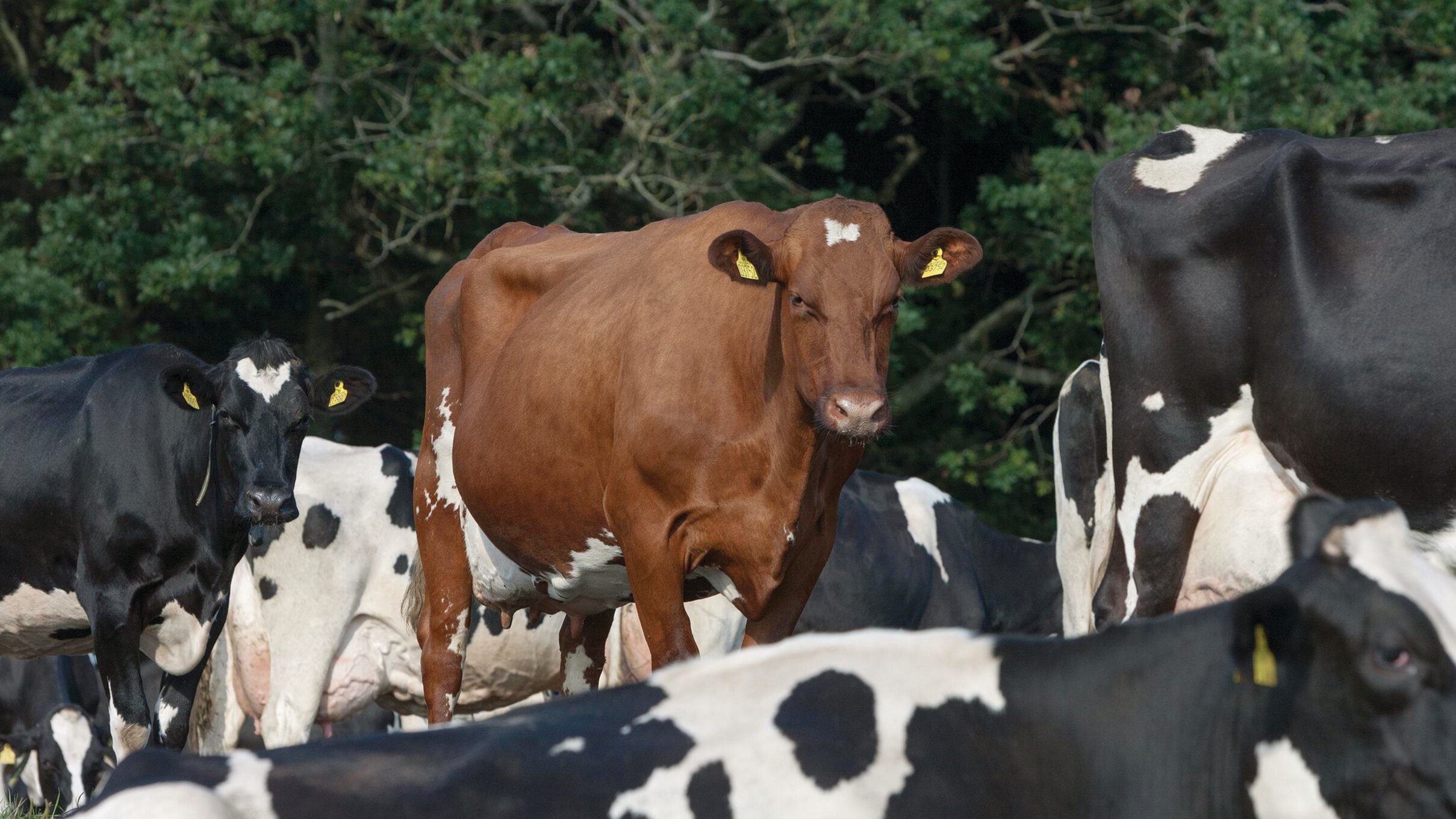 Innovative Cattle Breeding