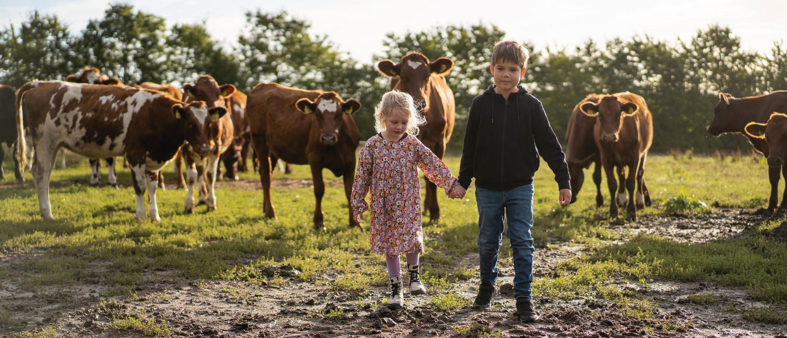 Get a sustainable dairy herd