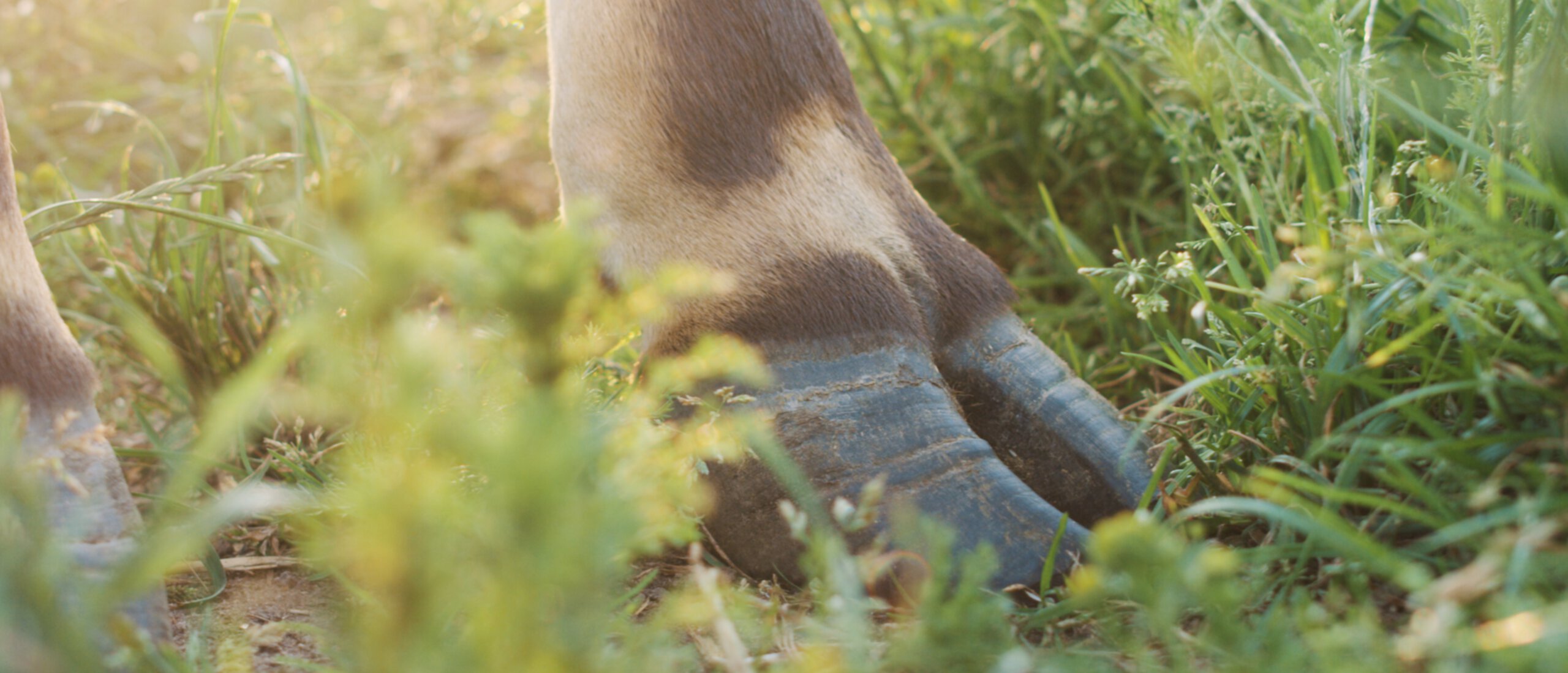 Guide to hoof trimming cows that benefits health VikingGenetics