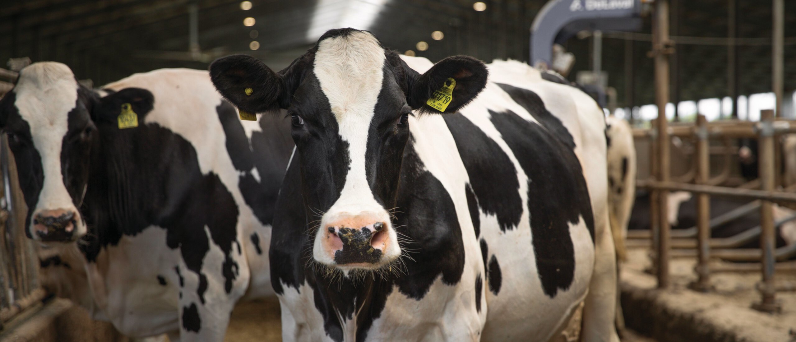 "A cornerstone in our breeding strategy"