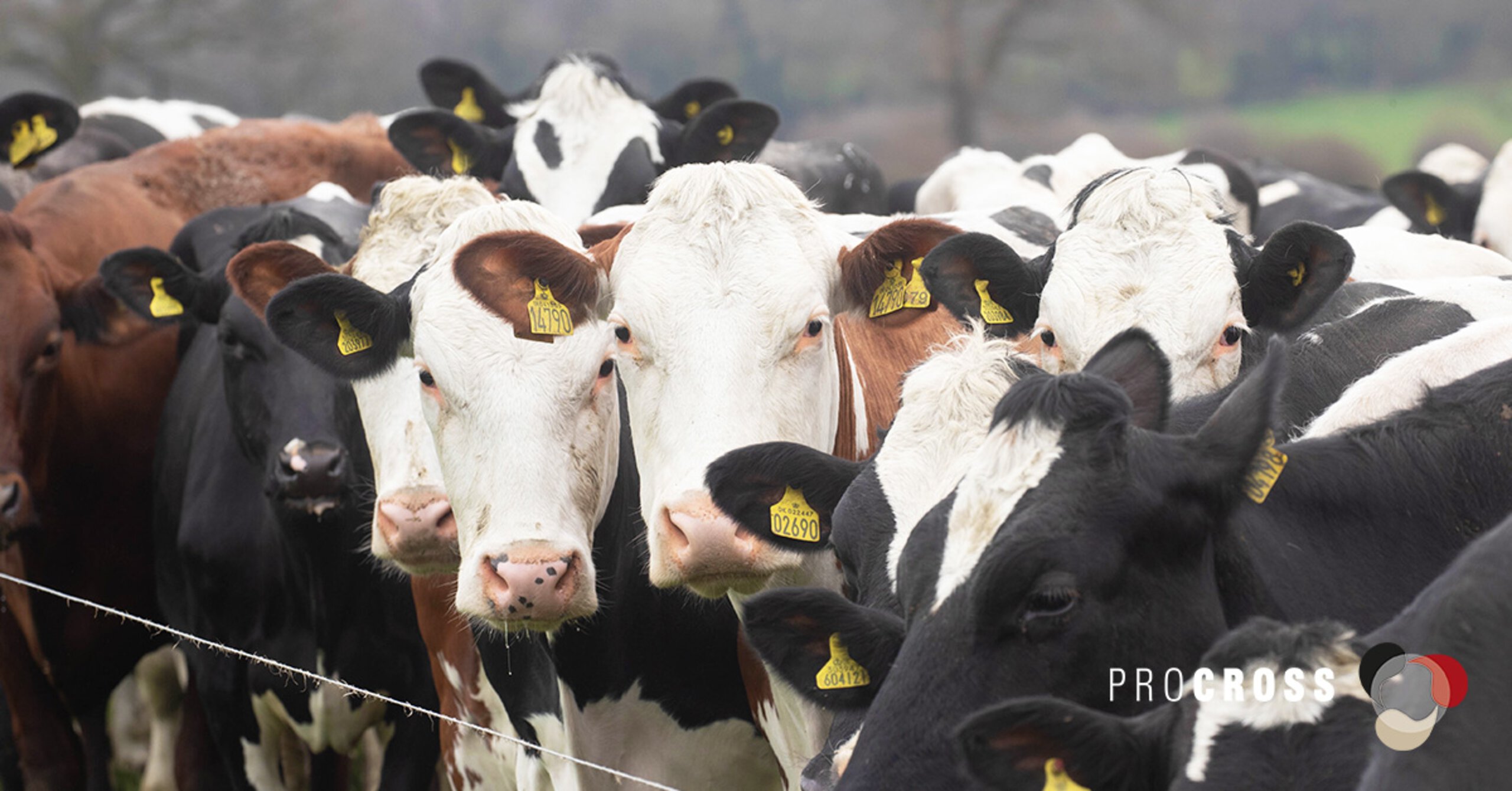 Crossbreeding improves feed efficiency