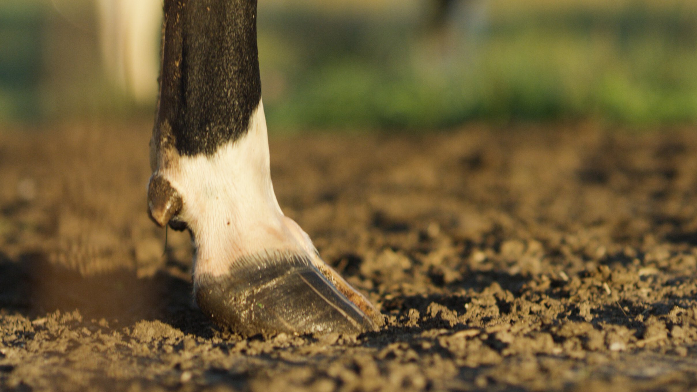 Breeding for better hoof health