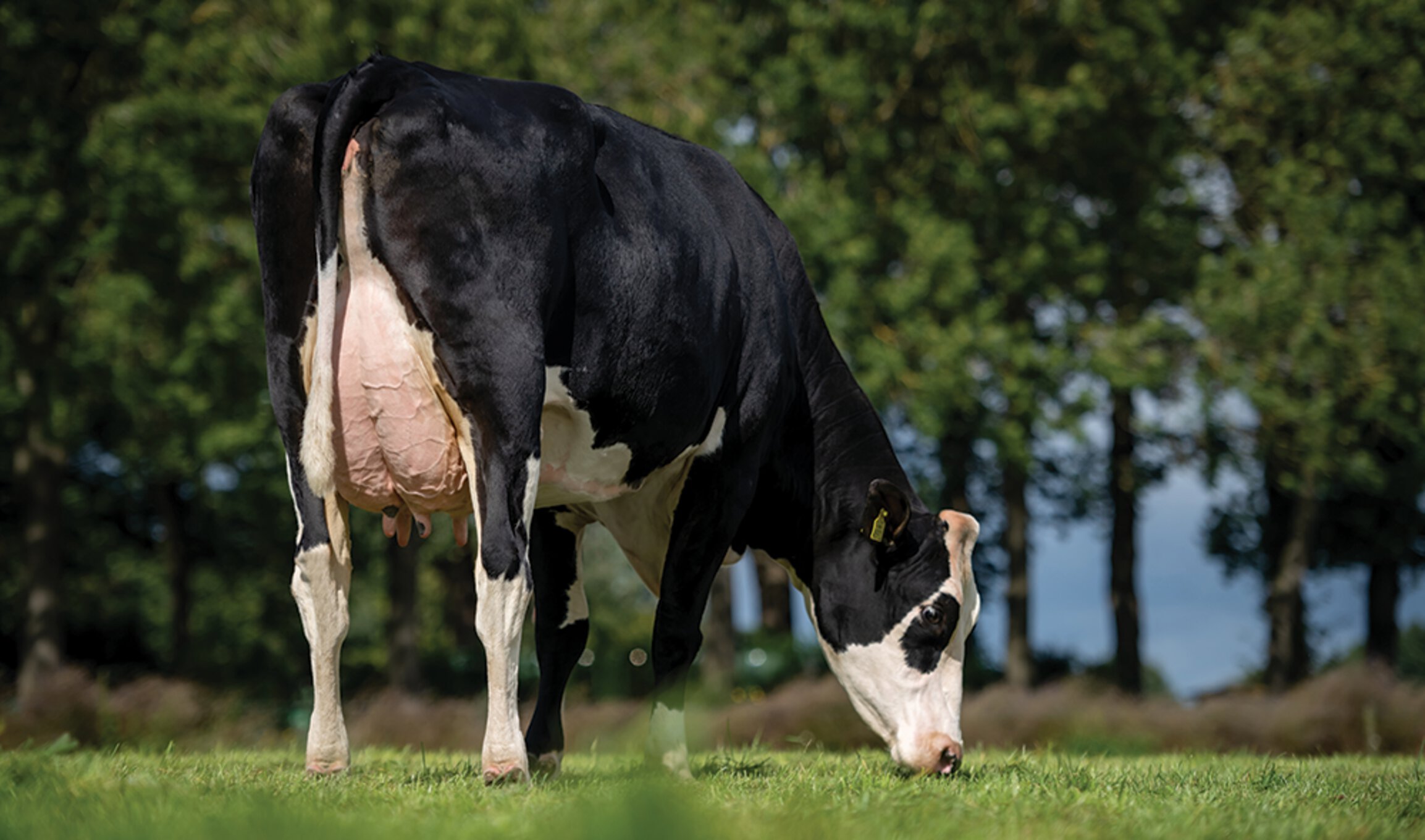ProCROSS crossbreeding revolutionises Dutch dairy production