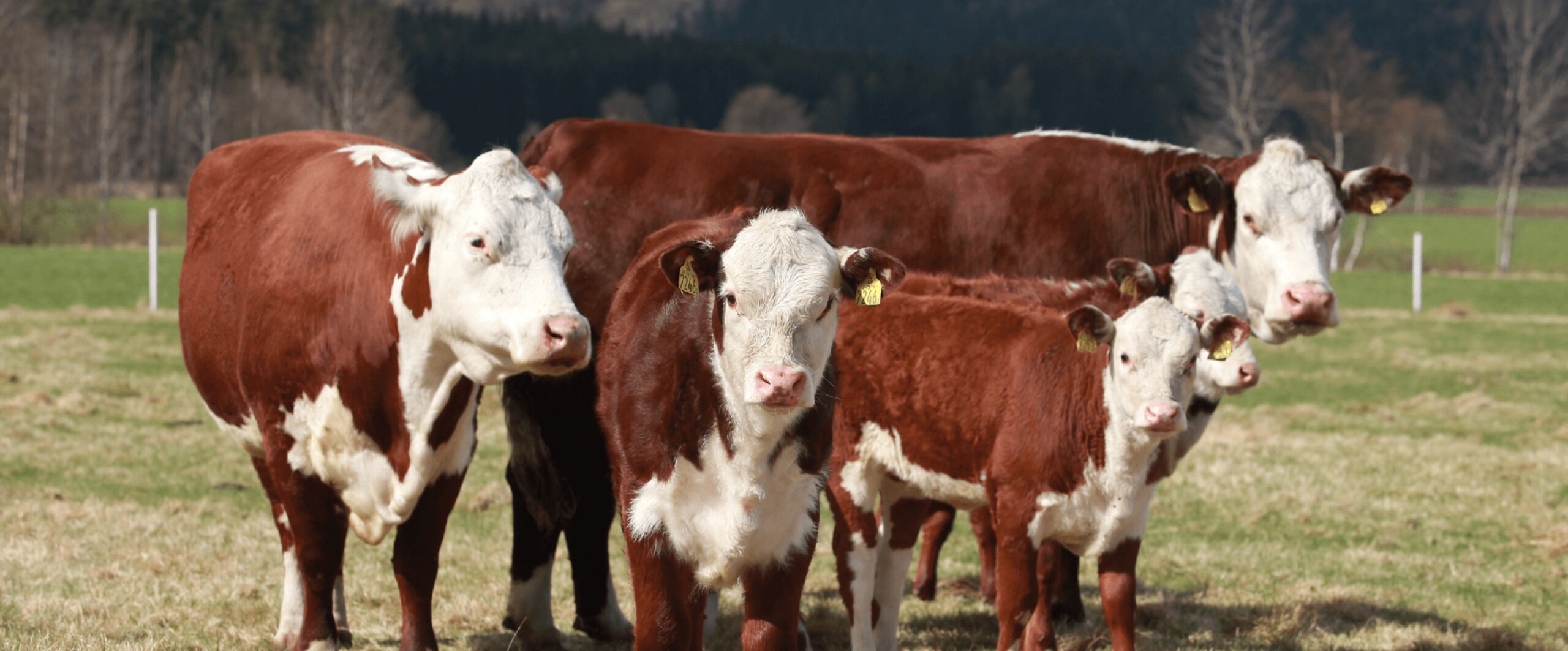 Beef cows | Higher profit with Beef on dairy » (Read more here)