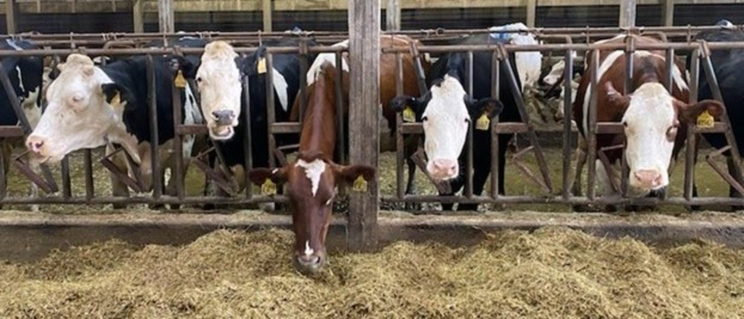 Higher profit margins with ProCROSS crossbred cows