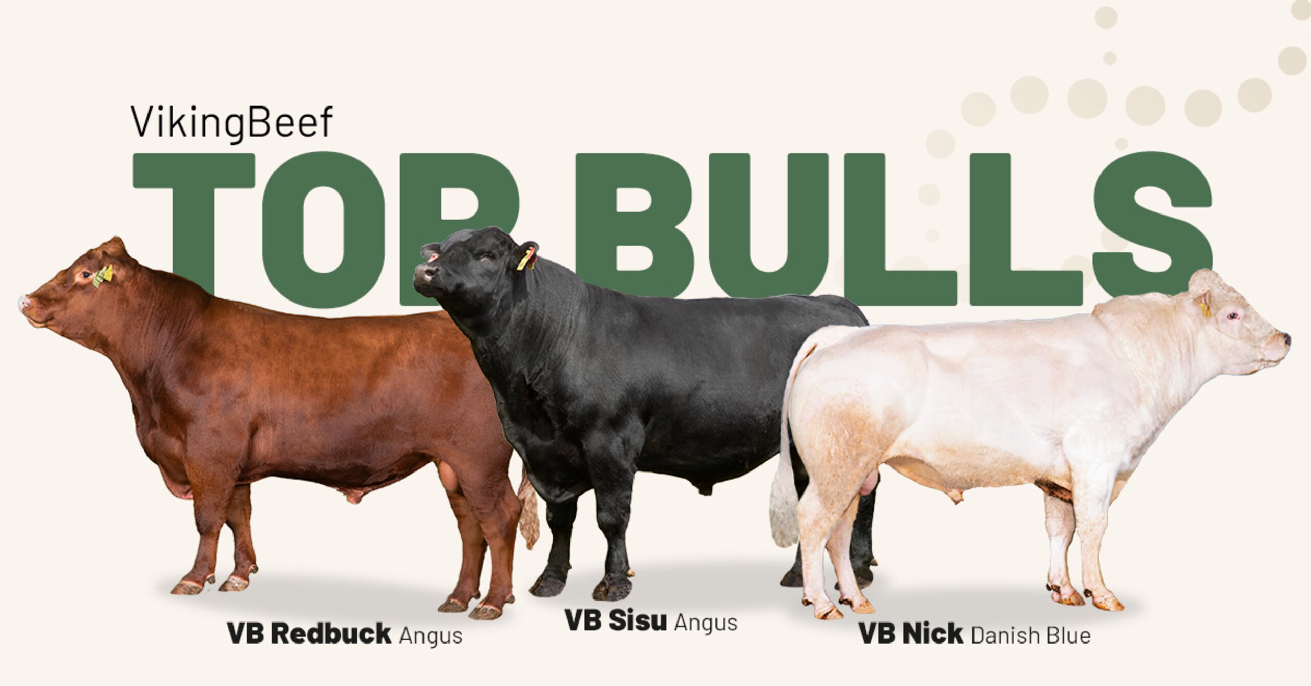 Best new VikingBeef sires August 2022