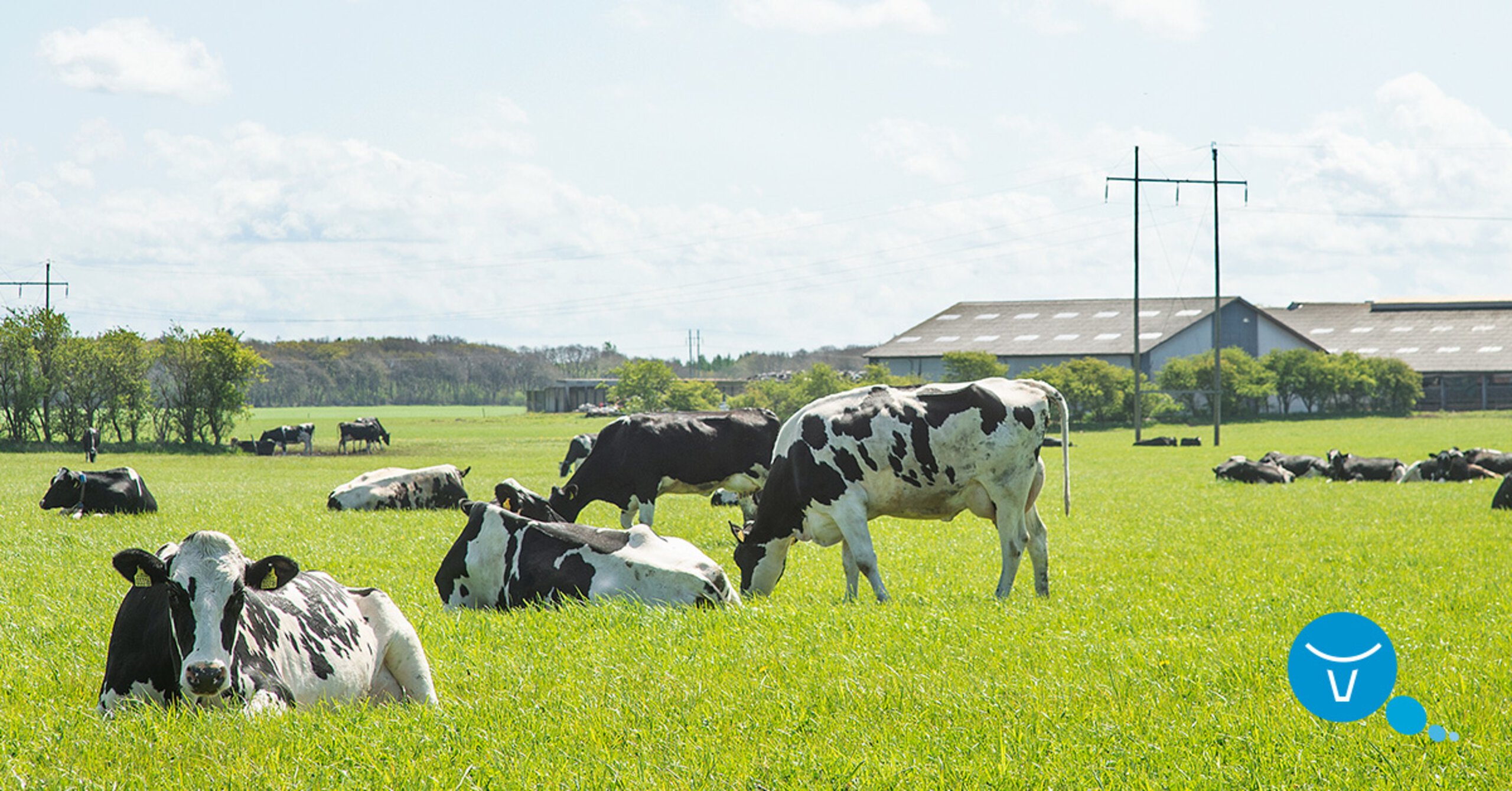 Futureproof the longevity of your Holsteins today
