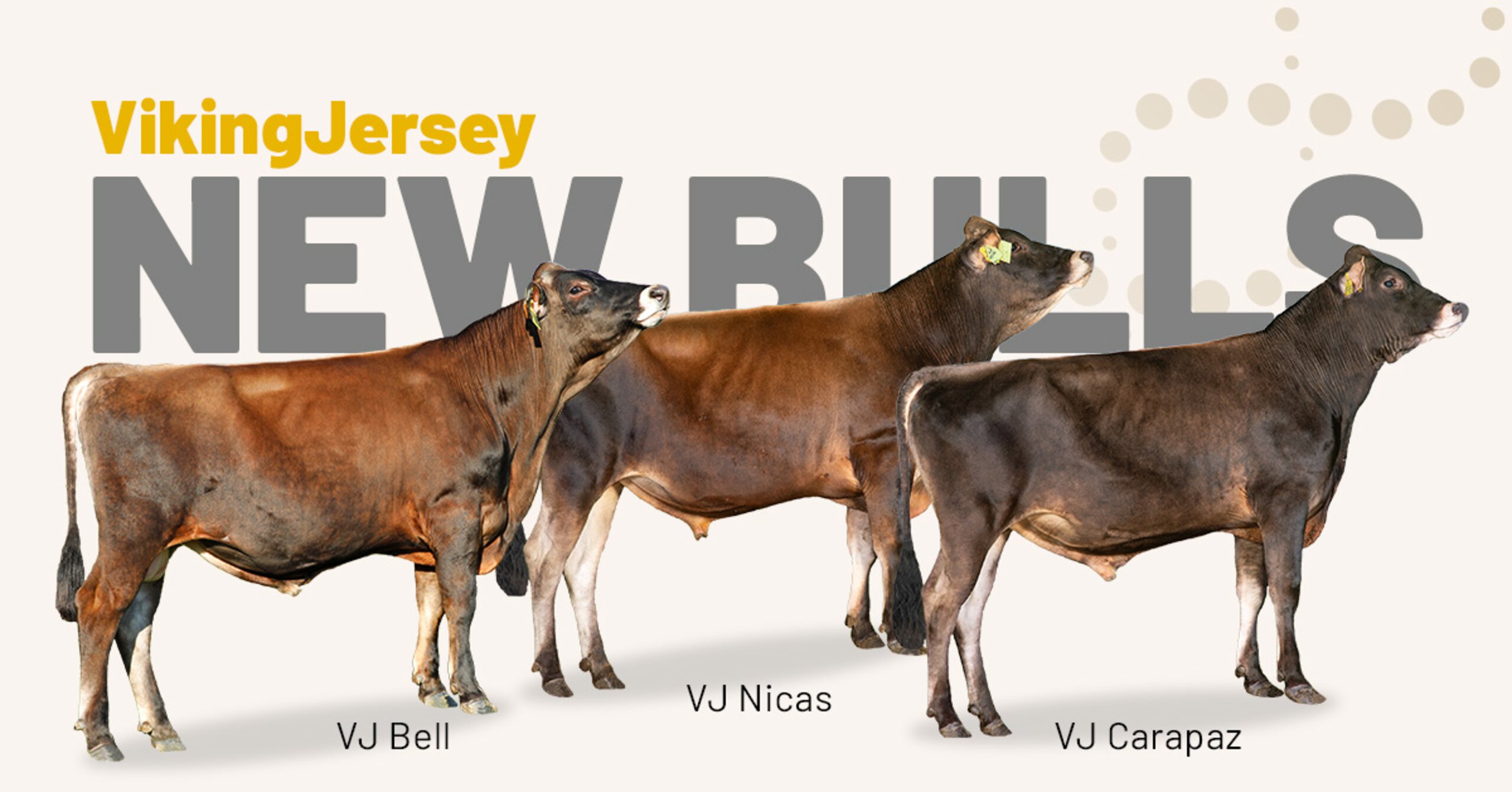 New sires VikingJersey November 2022