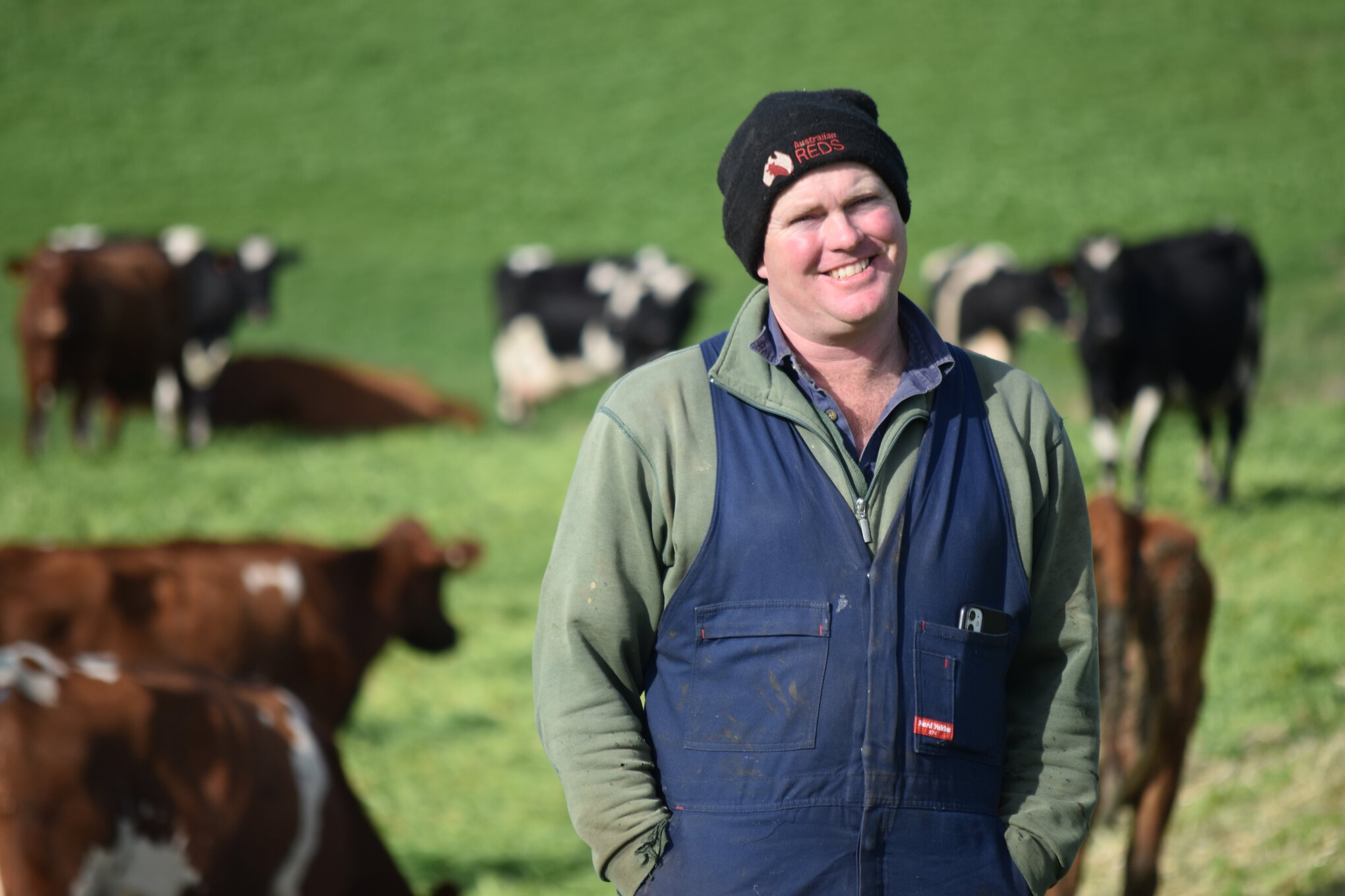 Case: The Davies were after a no-fuss cow