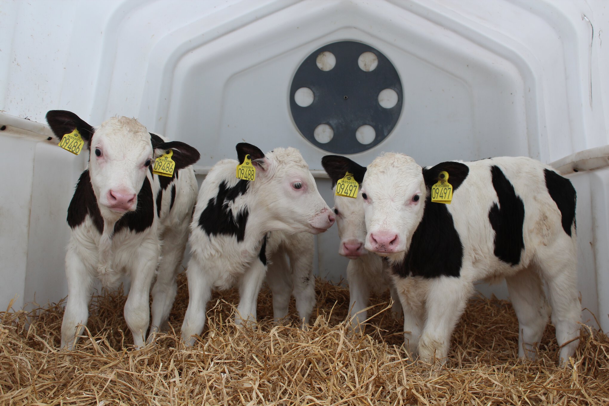 Case: The first steps towards a ProCROSS herd