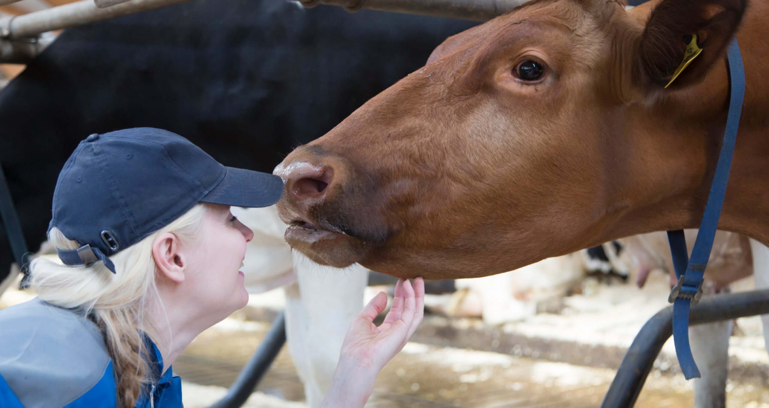 Farmer owned cooperative - VikingGenetics