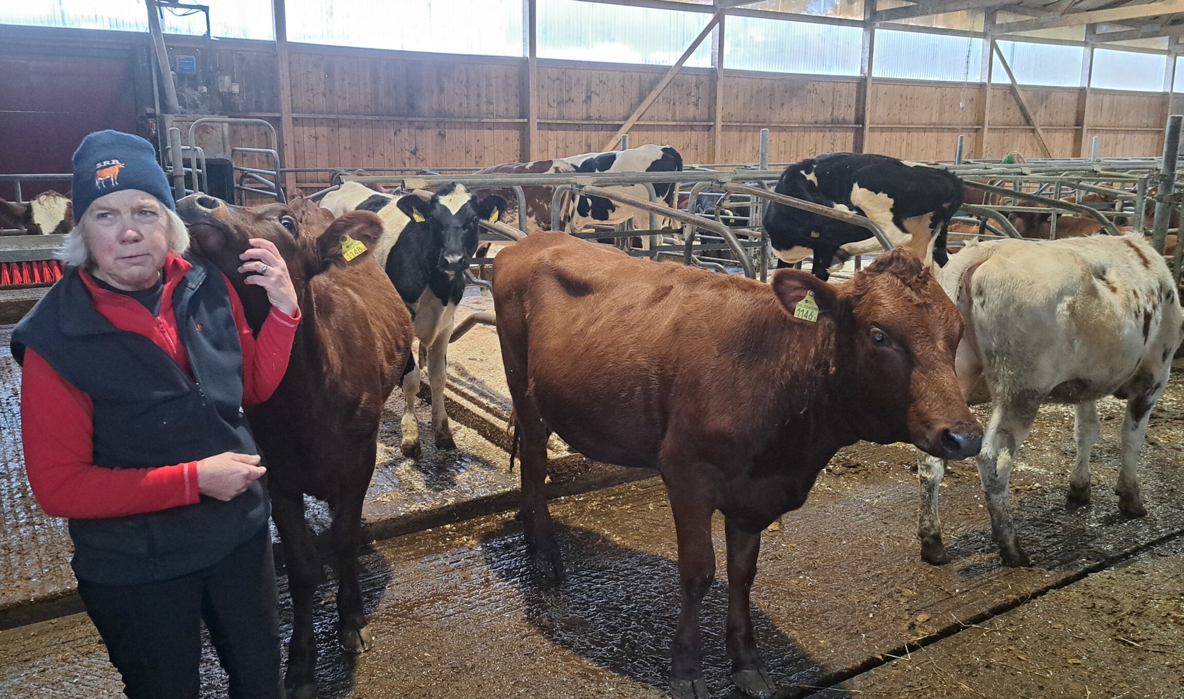 Top VikingRed heifers: the key to embryo success