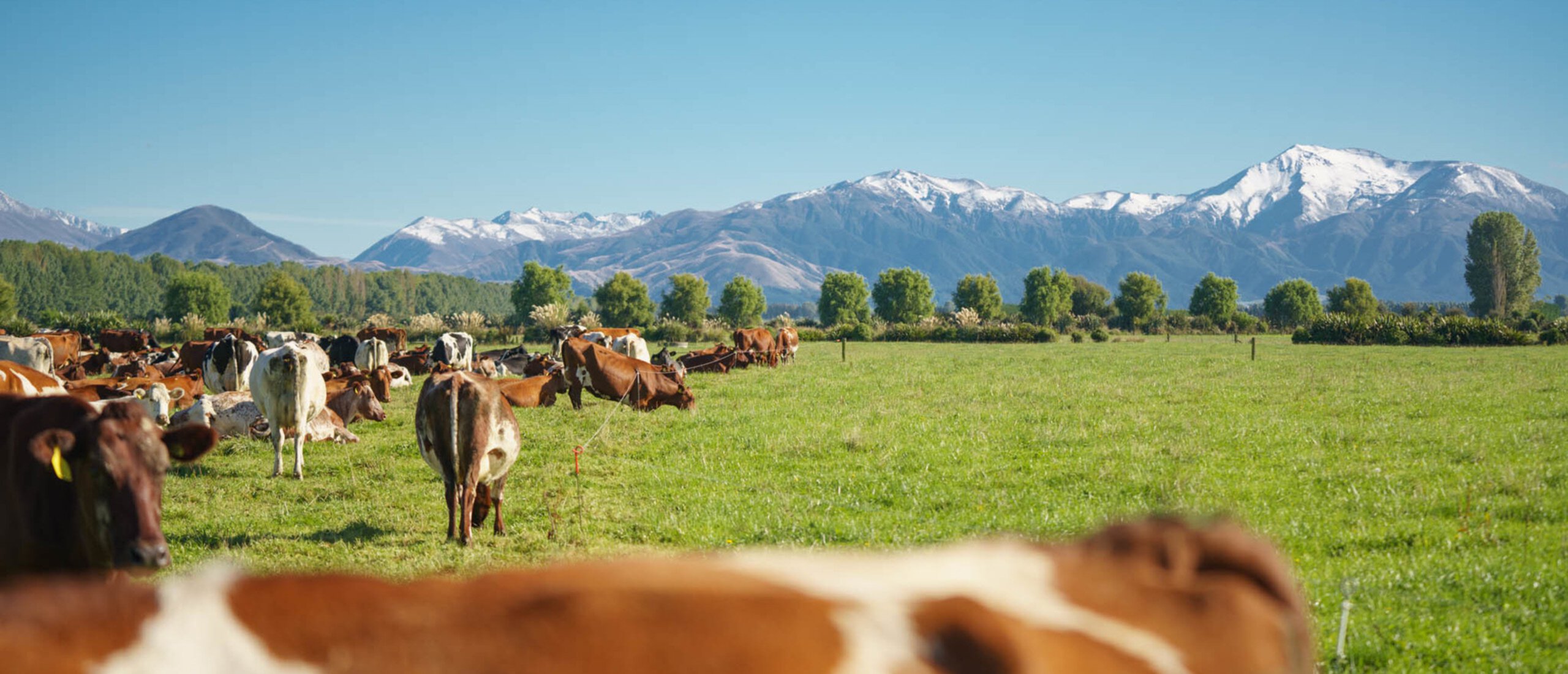 Profitable crossbred cows with VikingRed