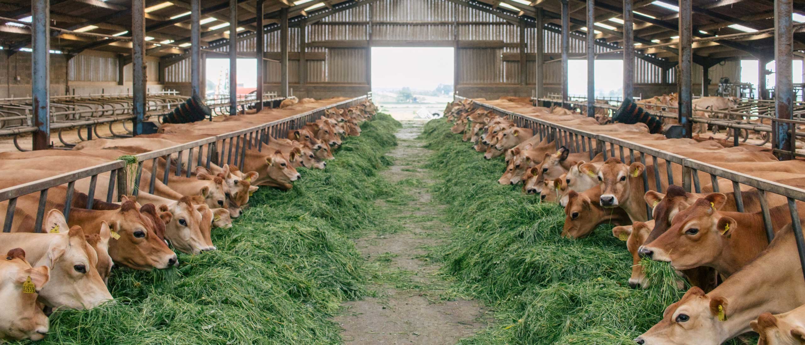 Case: Tremendous results from high-quality milk