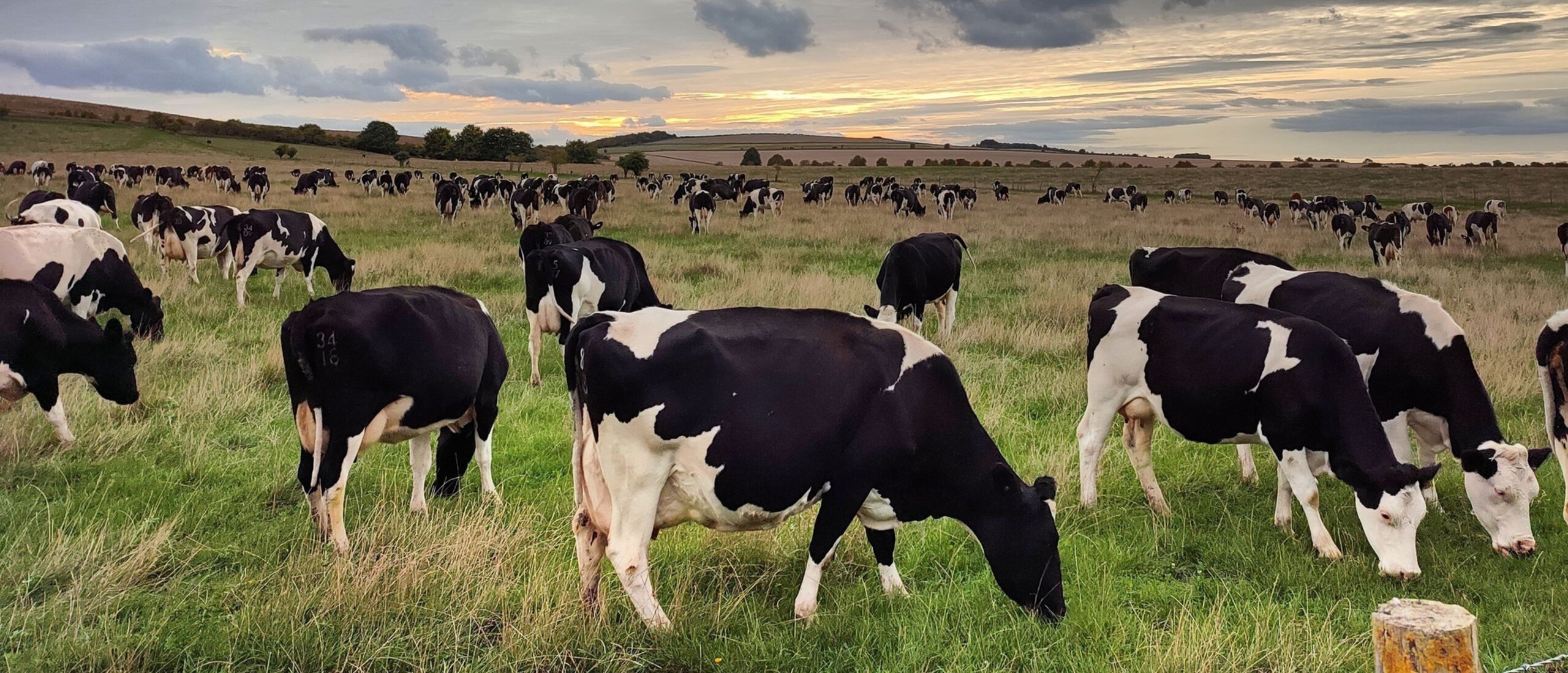 Crossbreeding Delivers Strong Bottom Line for UK Herd