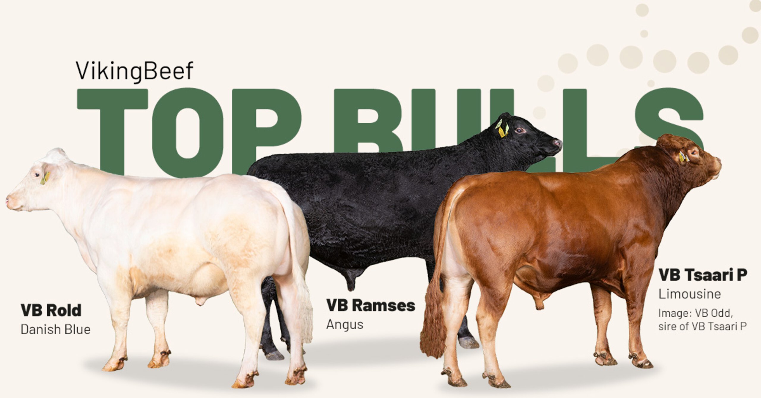 The Best VikingBeef Sires - August 2023