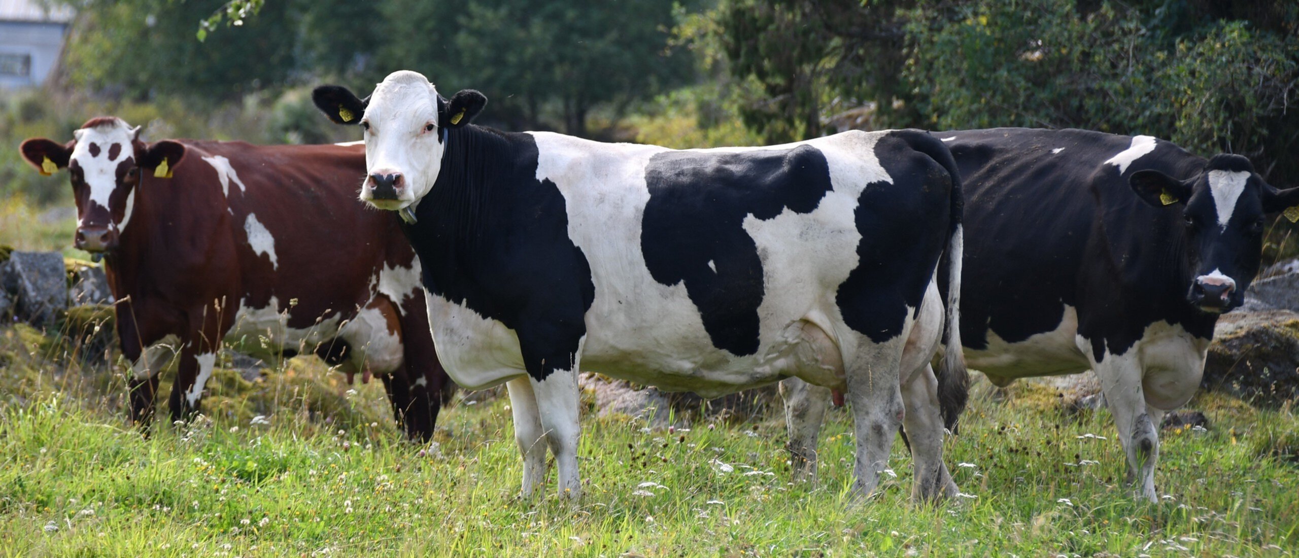 Success with ProCROSS crossbreeding in Sweden