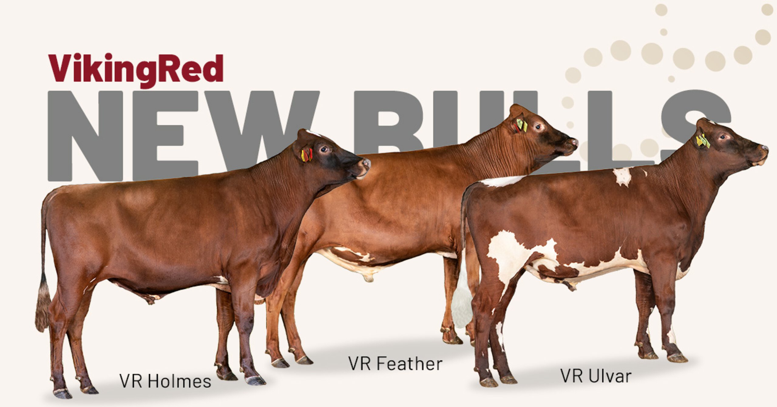 New sires VikingRed August 2023