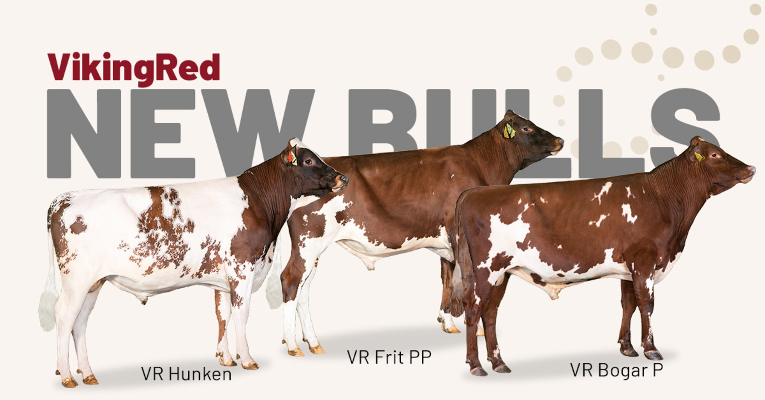 New sires VikingRed November 2022