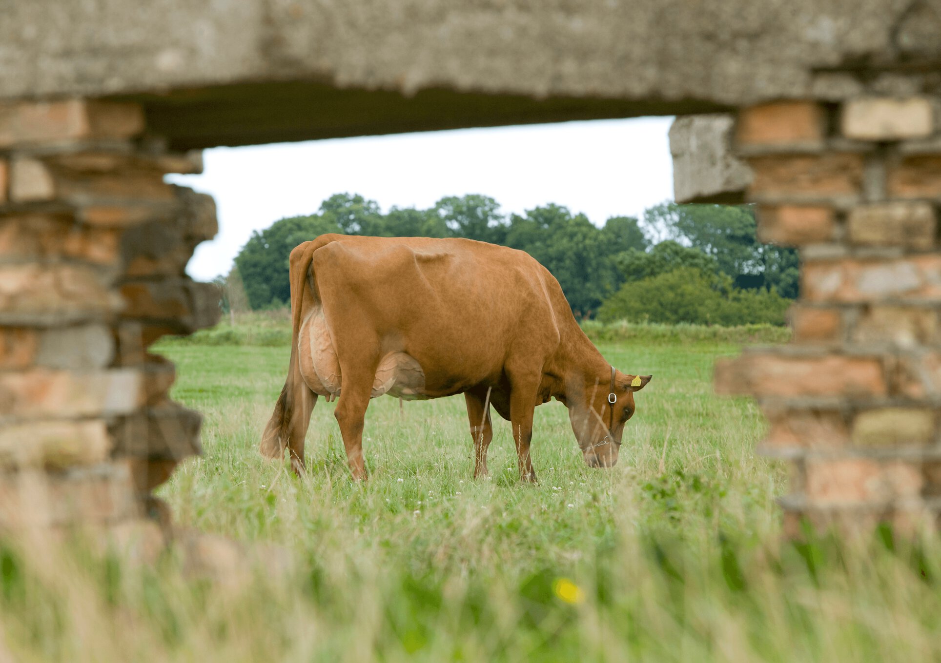 Red dairy cattle | Red cows just got more trouble-free