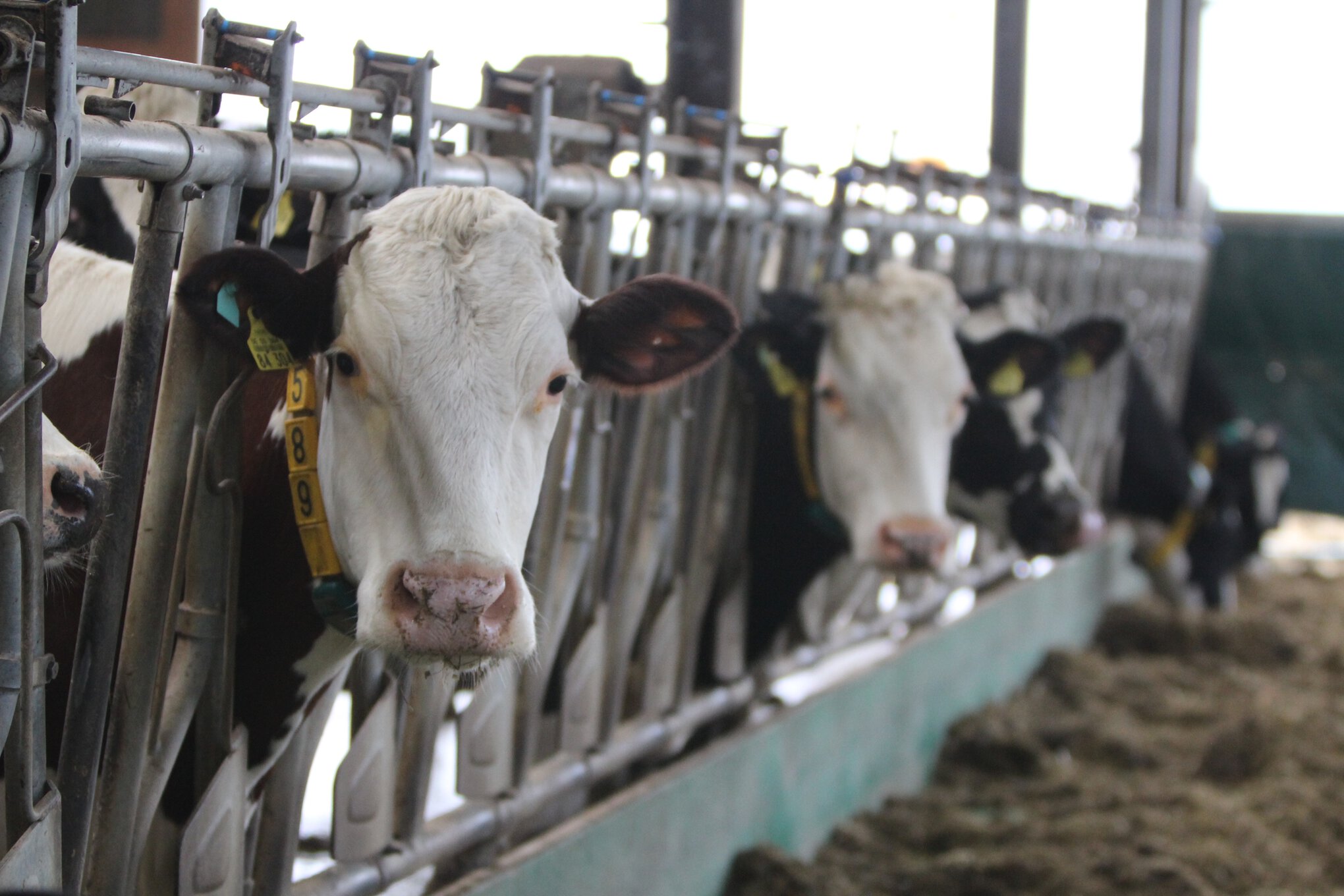 Adopting the ProCROSS system has turned over a new leaf