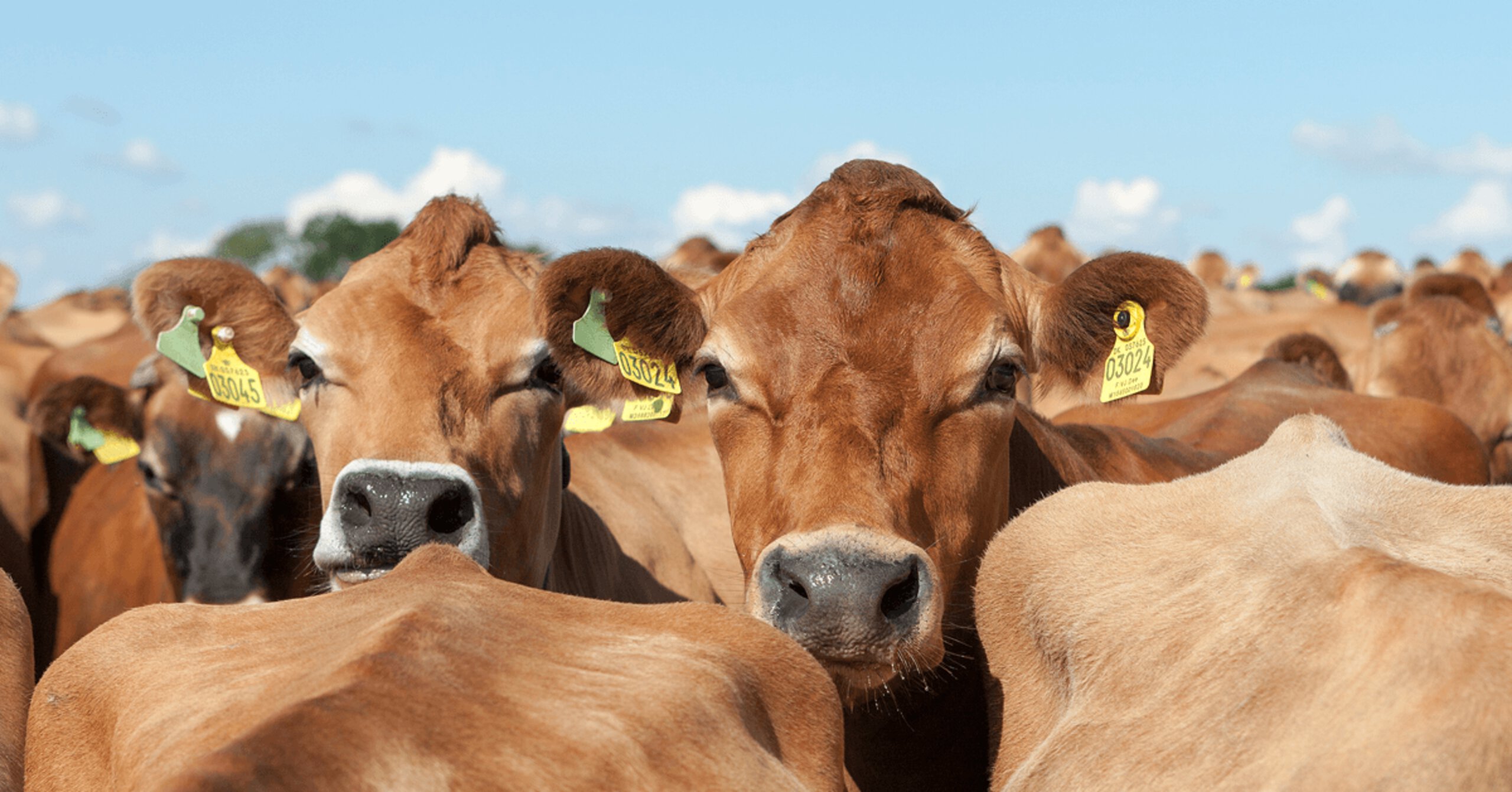 “We achieve an 88% gender purity rate.”