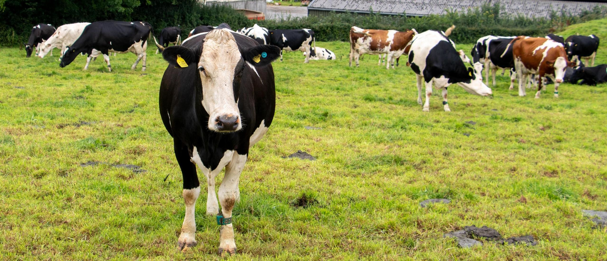 ProCROSS crossbreeding boosts herd fertility by 20% for UK dairy