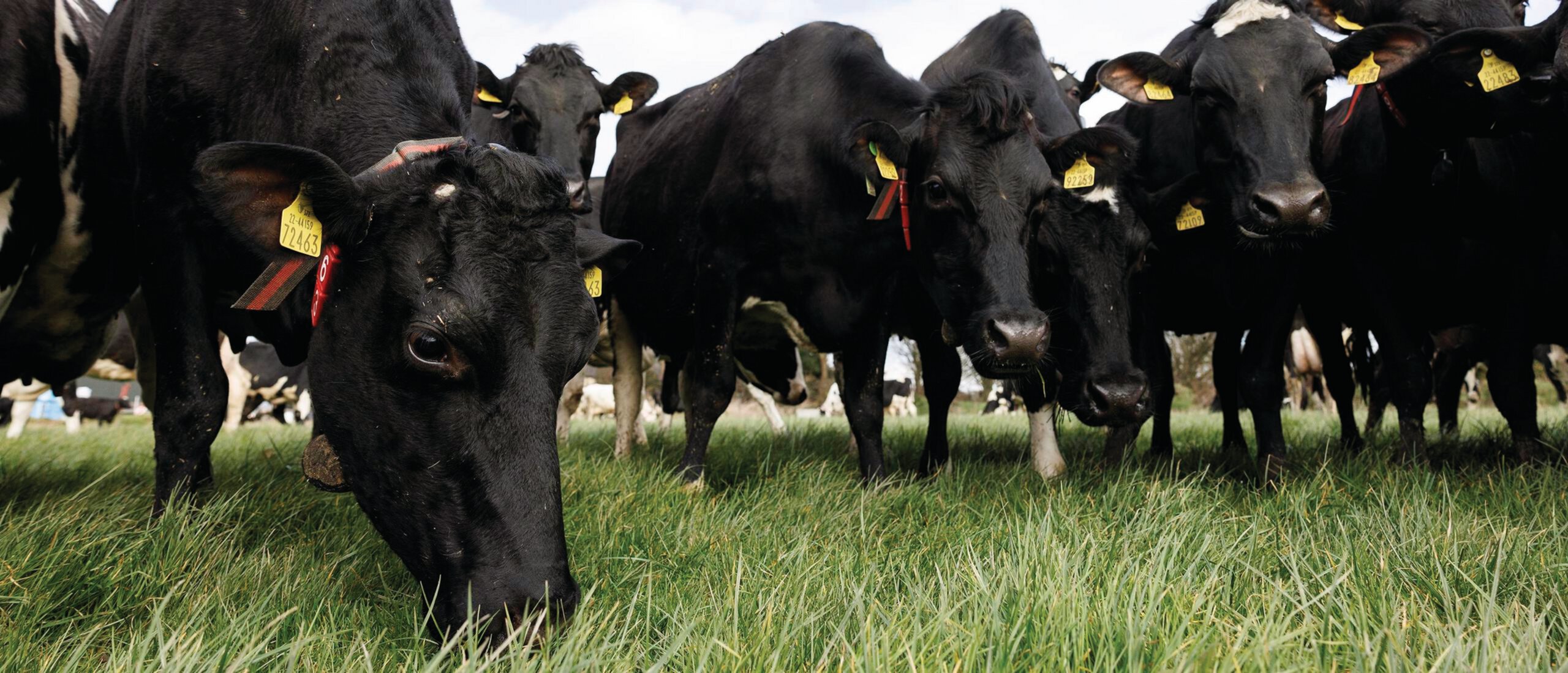 Efficient, trouble-free cows with crossbreeding