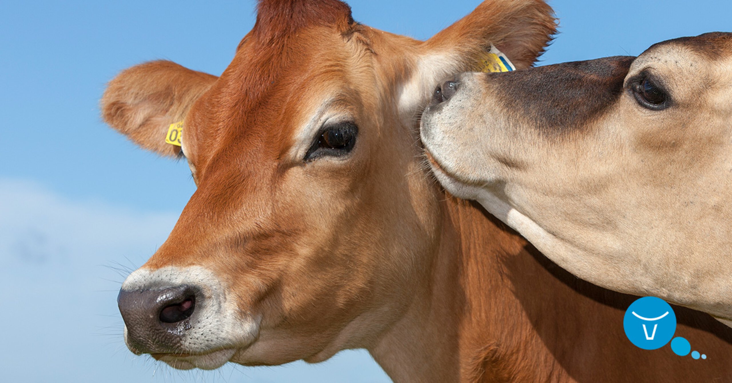 Sexed semen in Jersey herds is essential