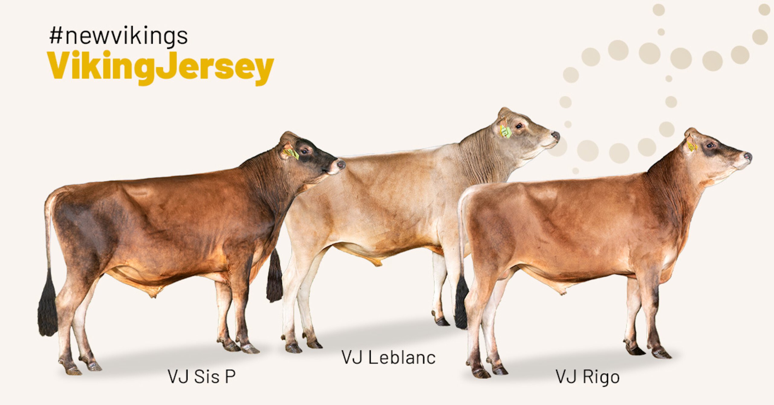New sires VikingJersey August 2022