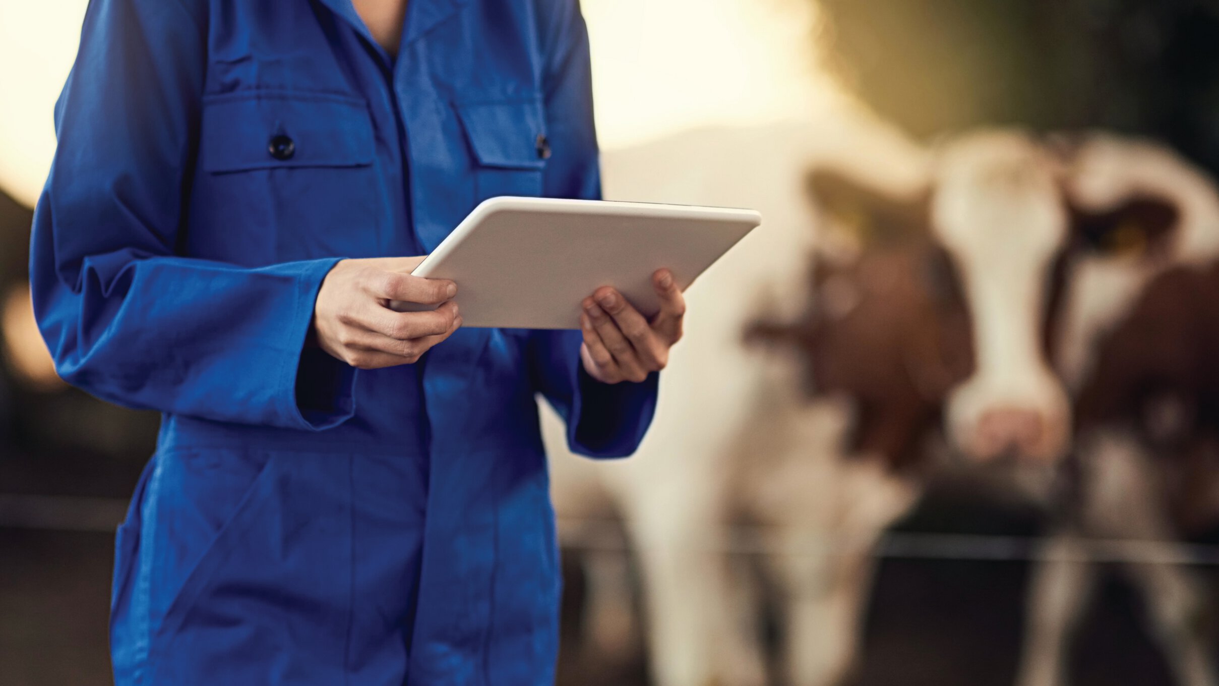 Innovators in cattle breeding