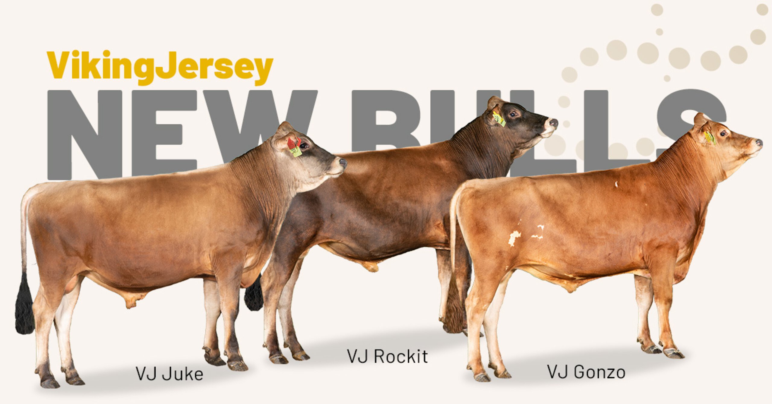 New sires VikingJersey August 2023