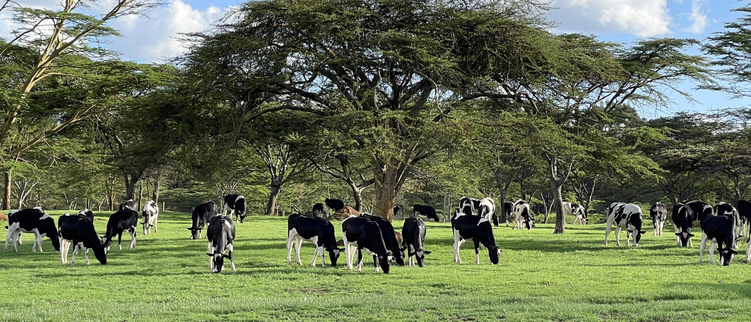 VikingGenetics quality is key for dairy breeder in Kenya